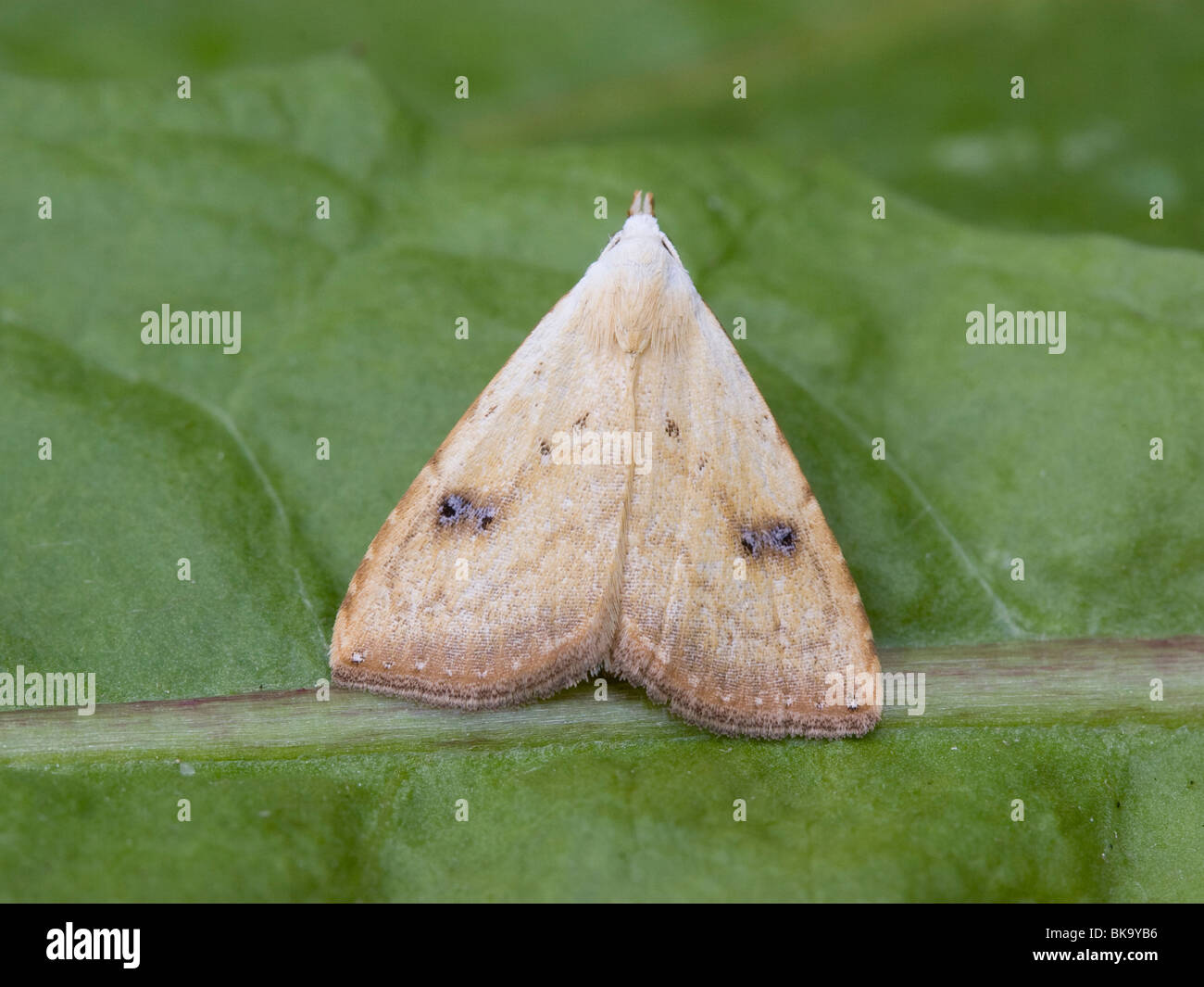 Straw dot moth hi-res stock photography and images - Alamy