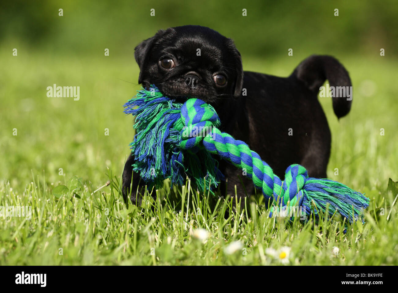 black pug puppy Stock Photo - Alamy
