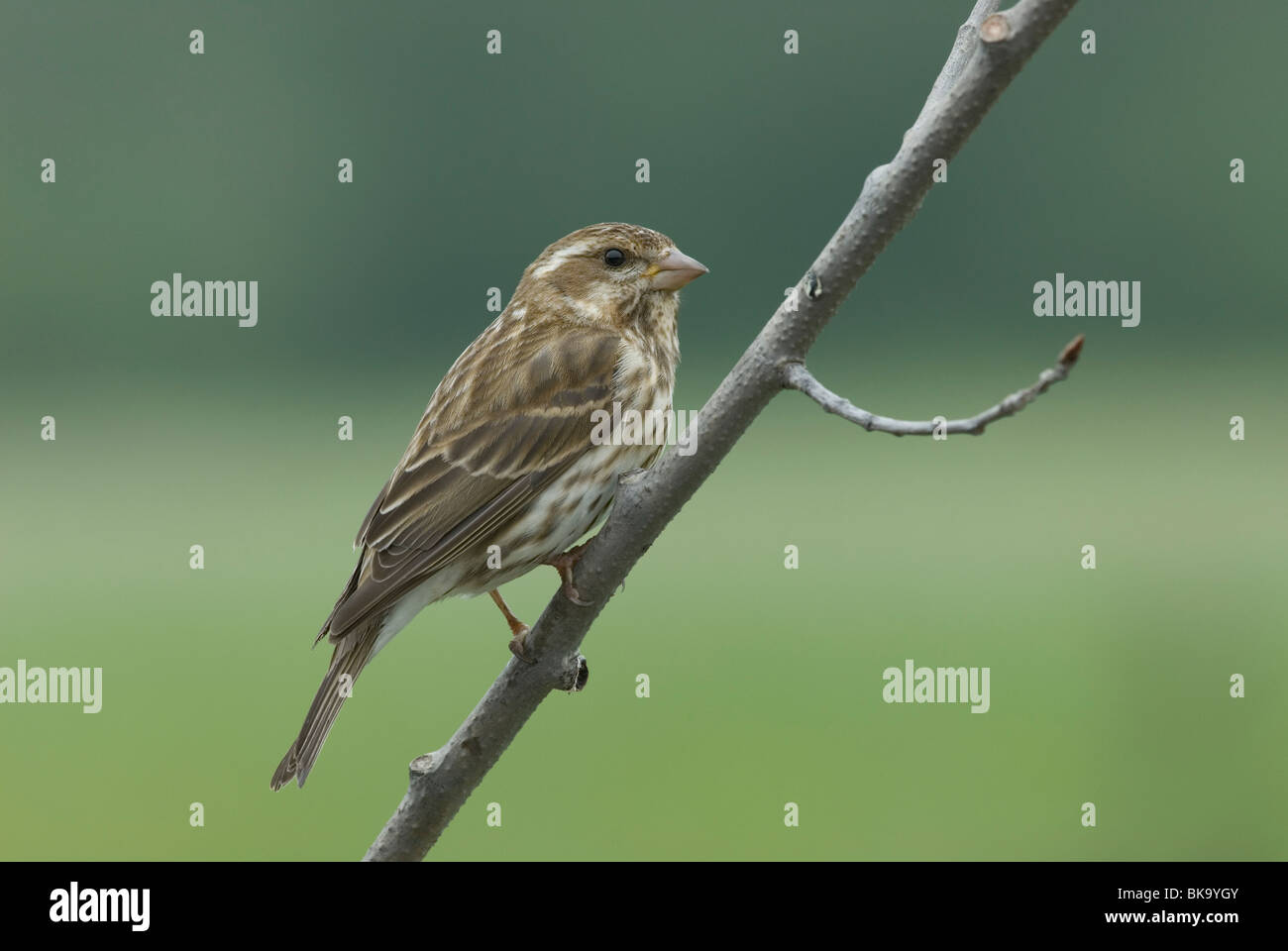 Purple Finch sitting on a branch Stock Photo - Alamy