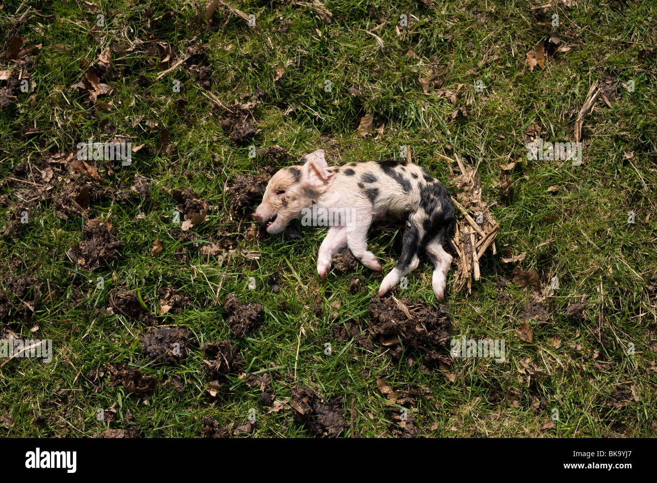 The dead carcass of a small spotted piglet runt lies in a Kent field ...