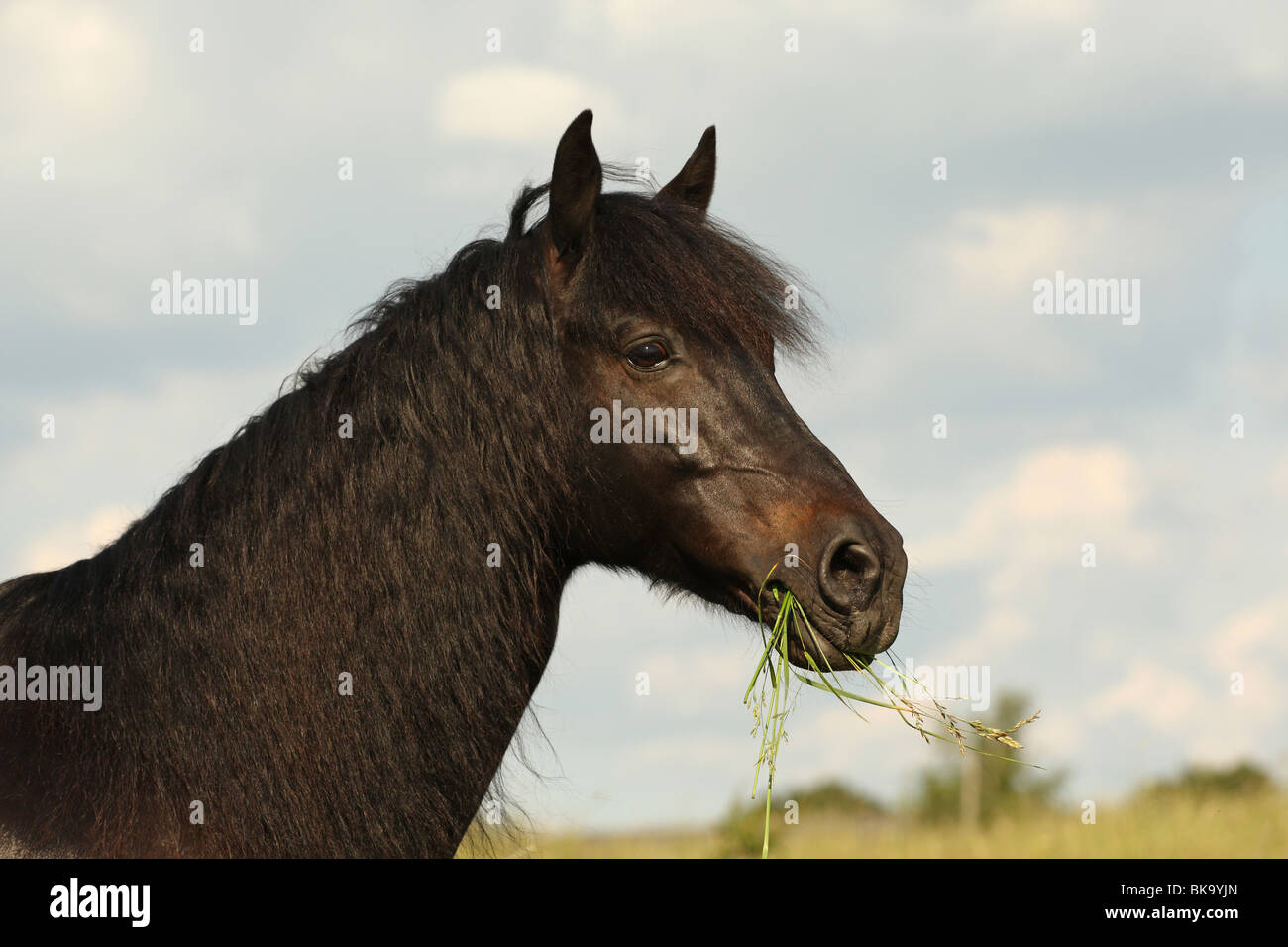 Purebred connemara horse hi-res stock photography and images - Alamy