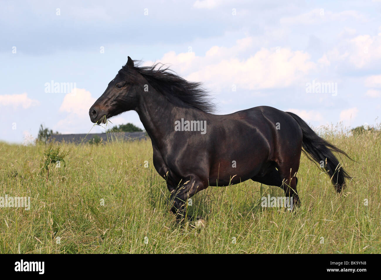 Meadows of connemara hi-res stock photography and images - Alamy