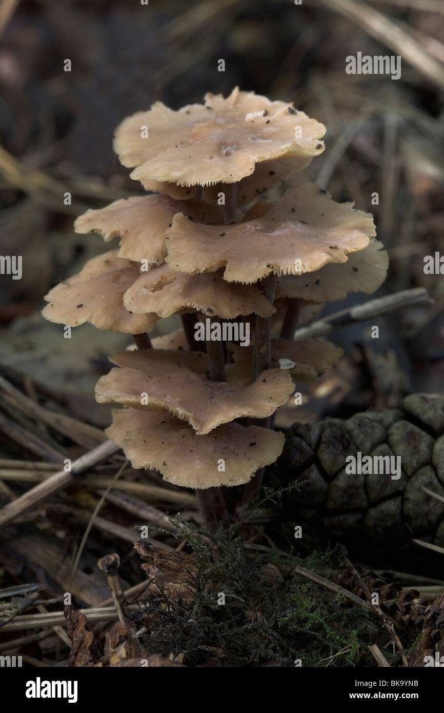 Toadstools from above hi-res stock photography and images - Alamy