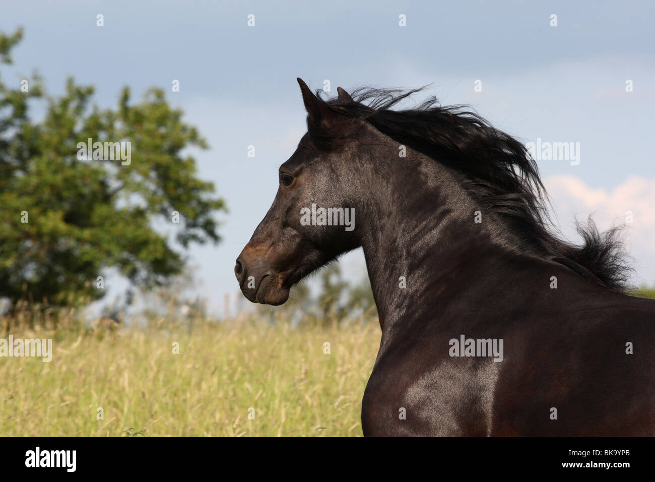 Purebred connemara horse hi-res stock photography and images - Alamy