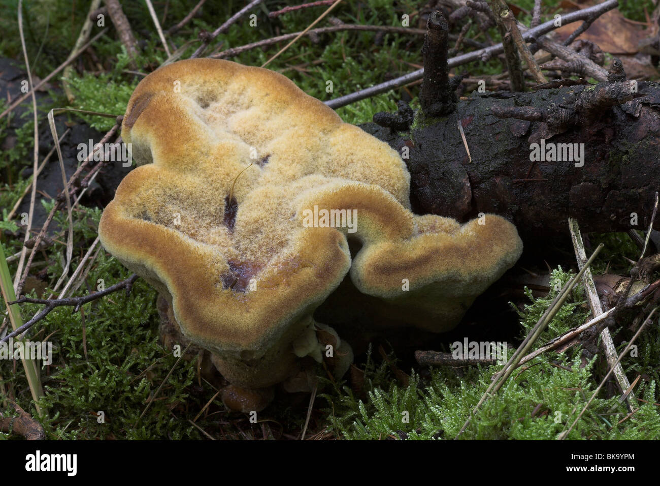 Dennevoetzwam; Phaeolus schweinitzii; Dyer's Polypore Stock Photo - Alamy