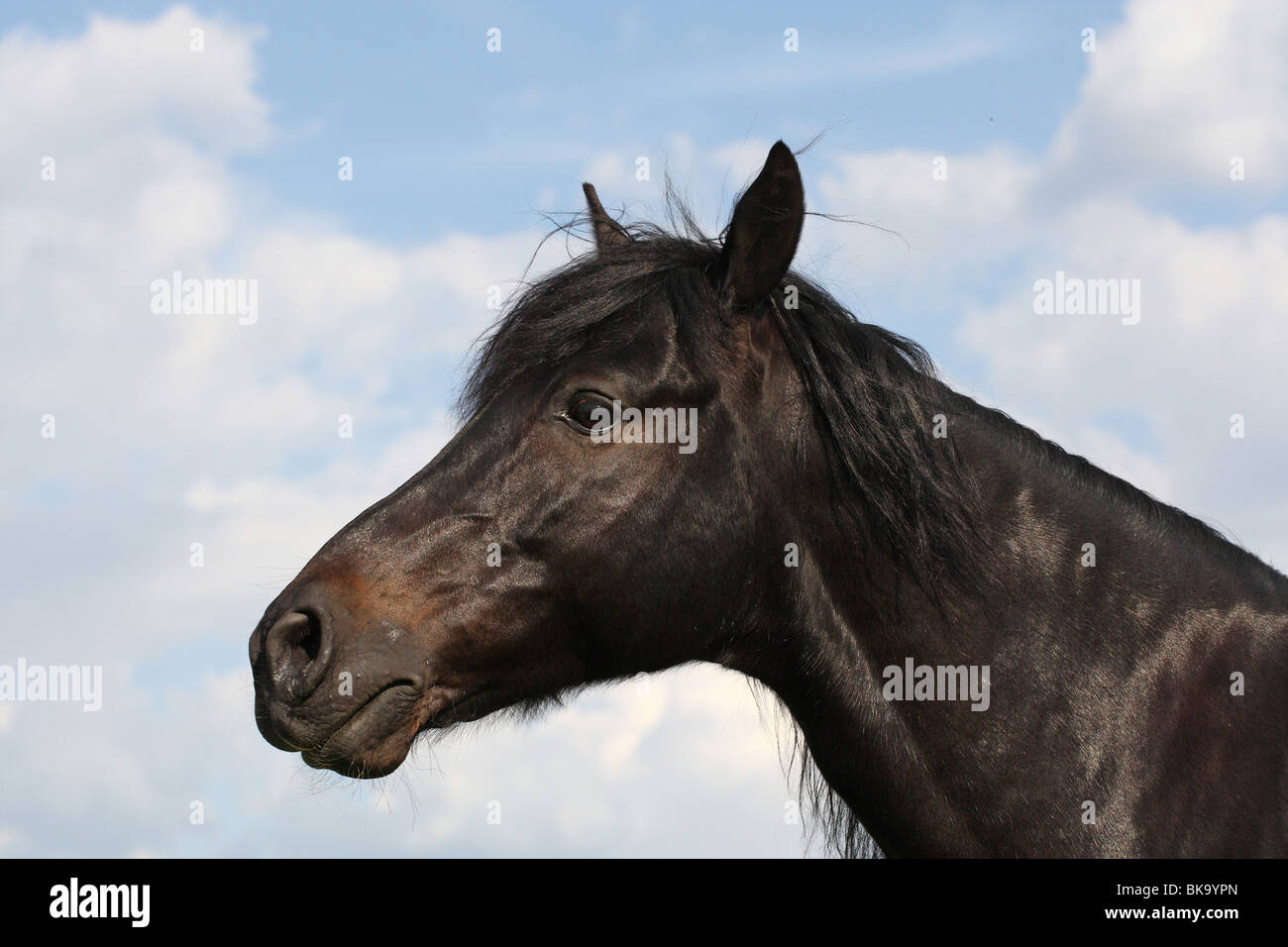 Purebred connemara horse hi-res stock photography and images - Alamy