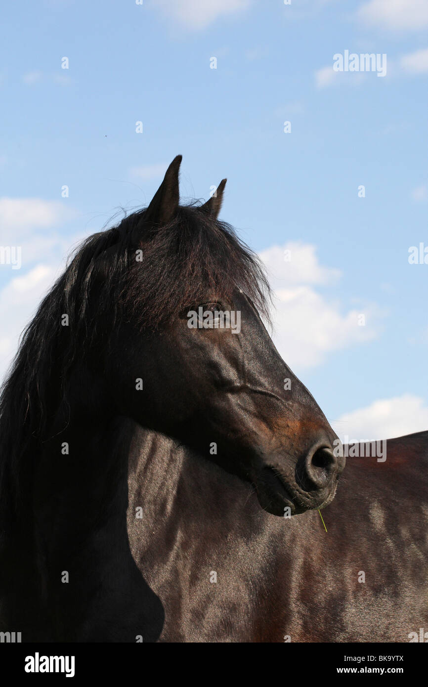Purebred connemara horse hi-res stock photography and images - Alamy