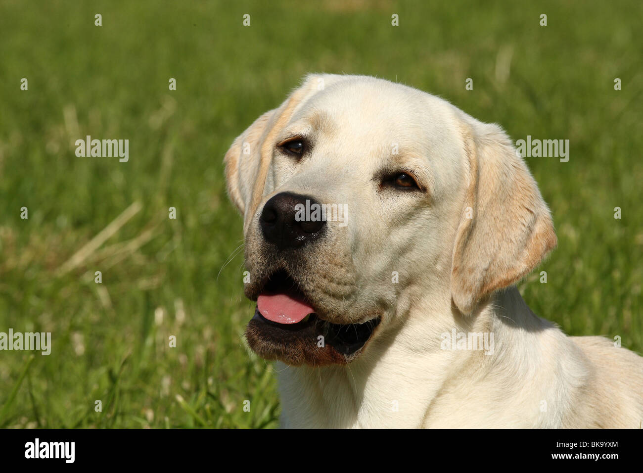 young Labrador Retriever Stock Photo - Alamy