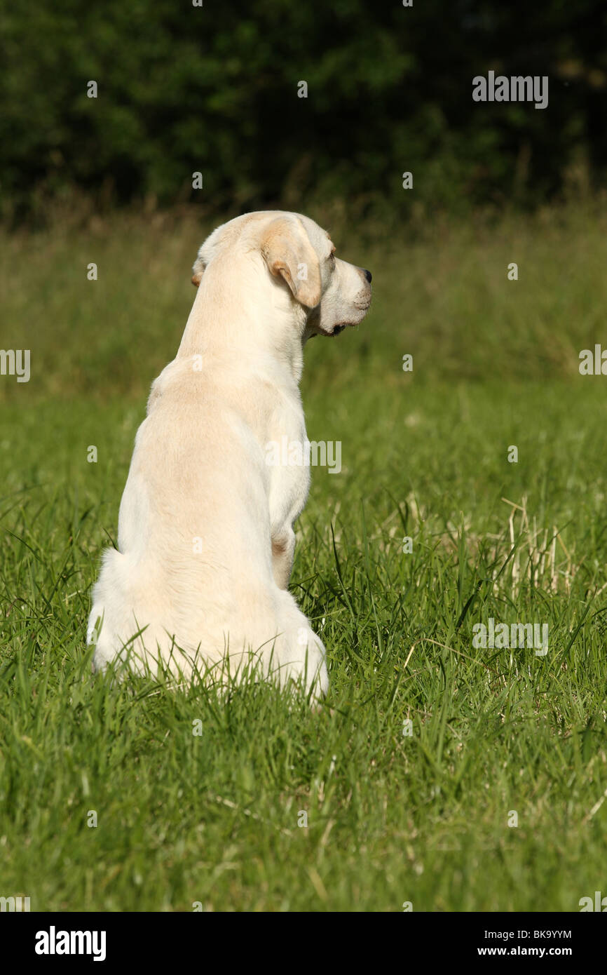 young Labrador Retriever Stock Photo - Alamy