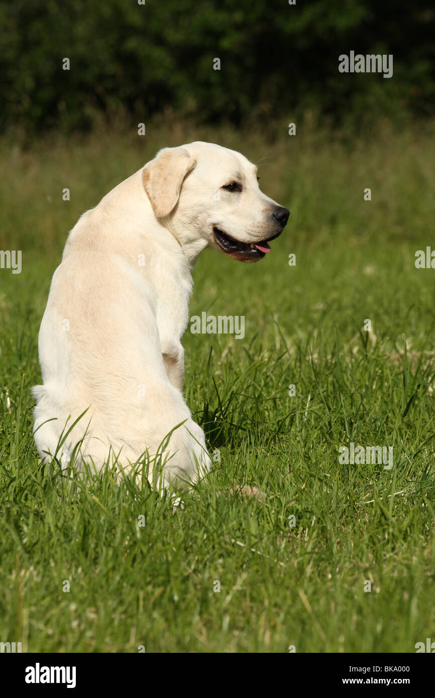 young Labrador Retriever Stock Photo - Alamy