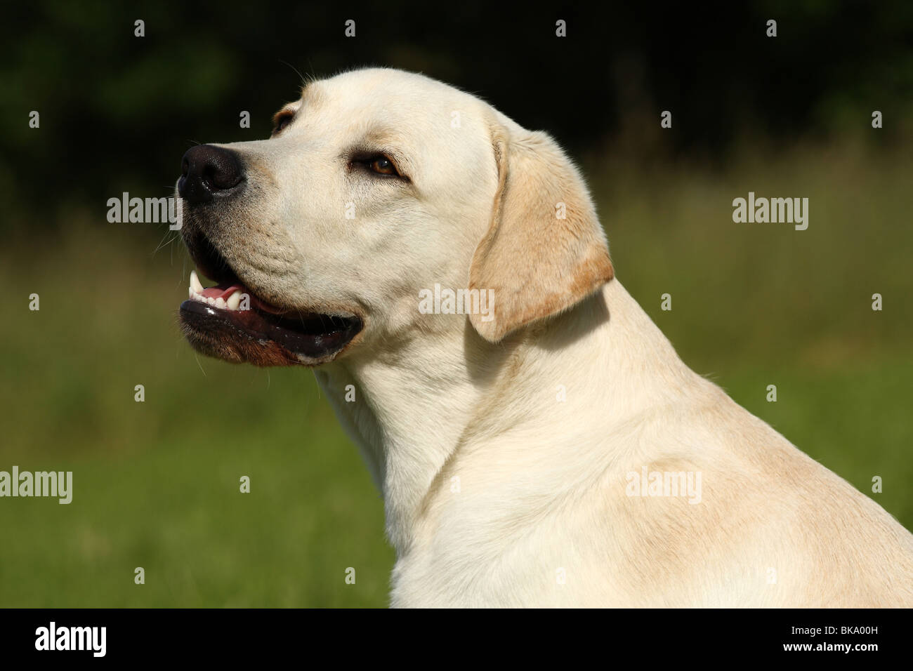 Side view yellow labrador retriever hi-res stock photography and images ...