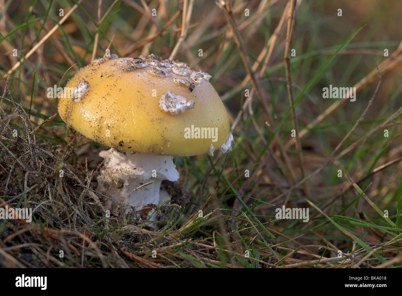 The death cap hi-res stock photography and images - Alamy