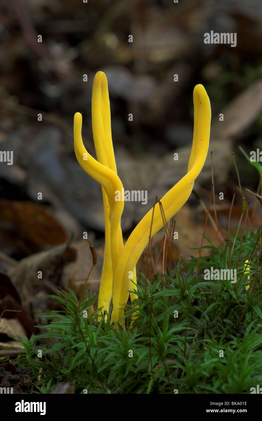 Clavulinopsis helveola between green moss Stock Photo - Alamy