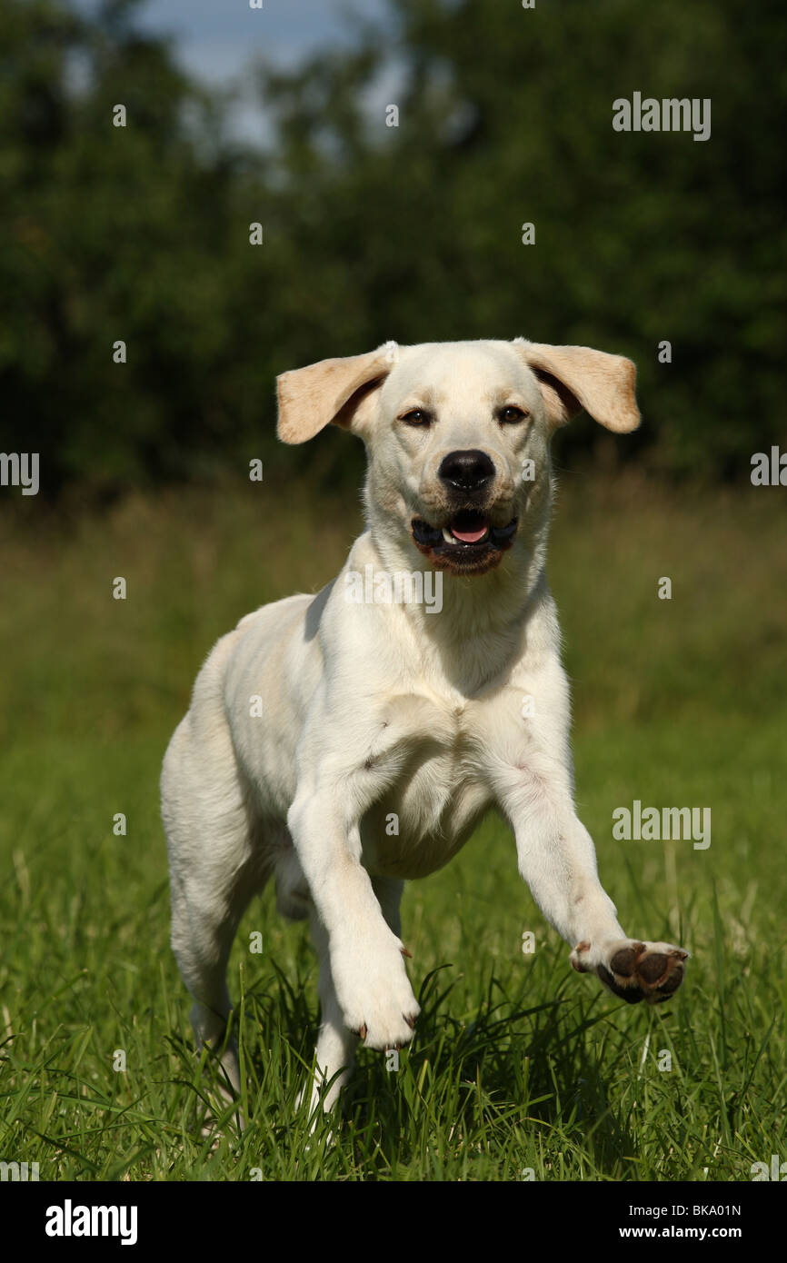 young Labrador Retriever Stock Photo - Alamy