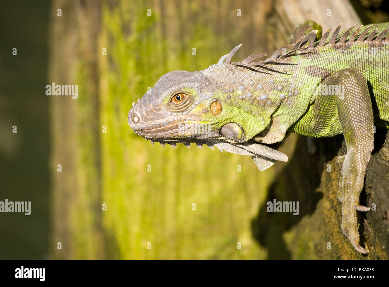 Wild Iguana in Key West, Florida Stock Photo - Alamy