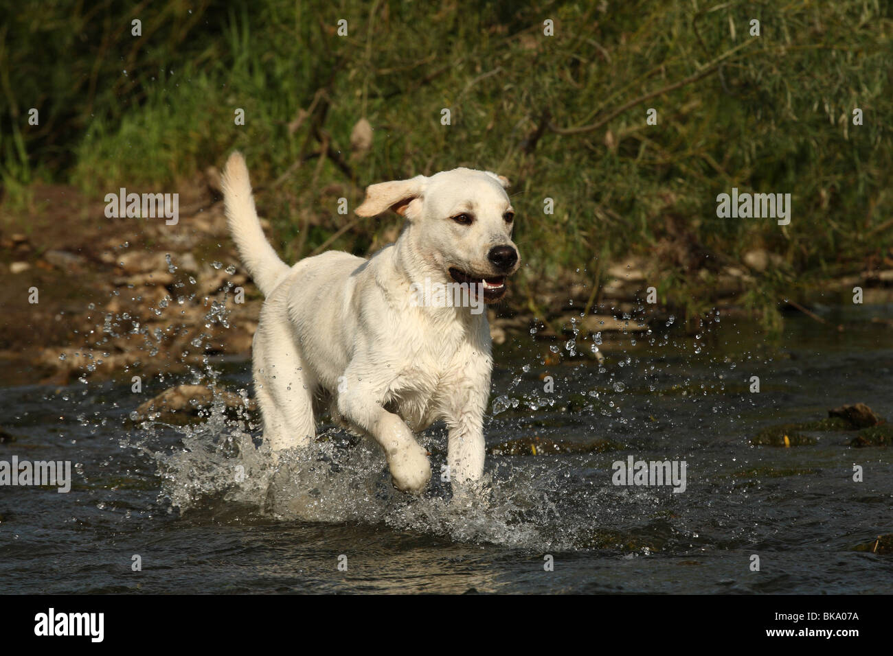 young Labrador Retriever Stock Photo - Alamy