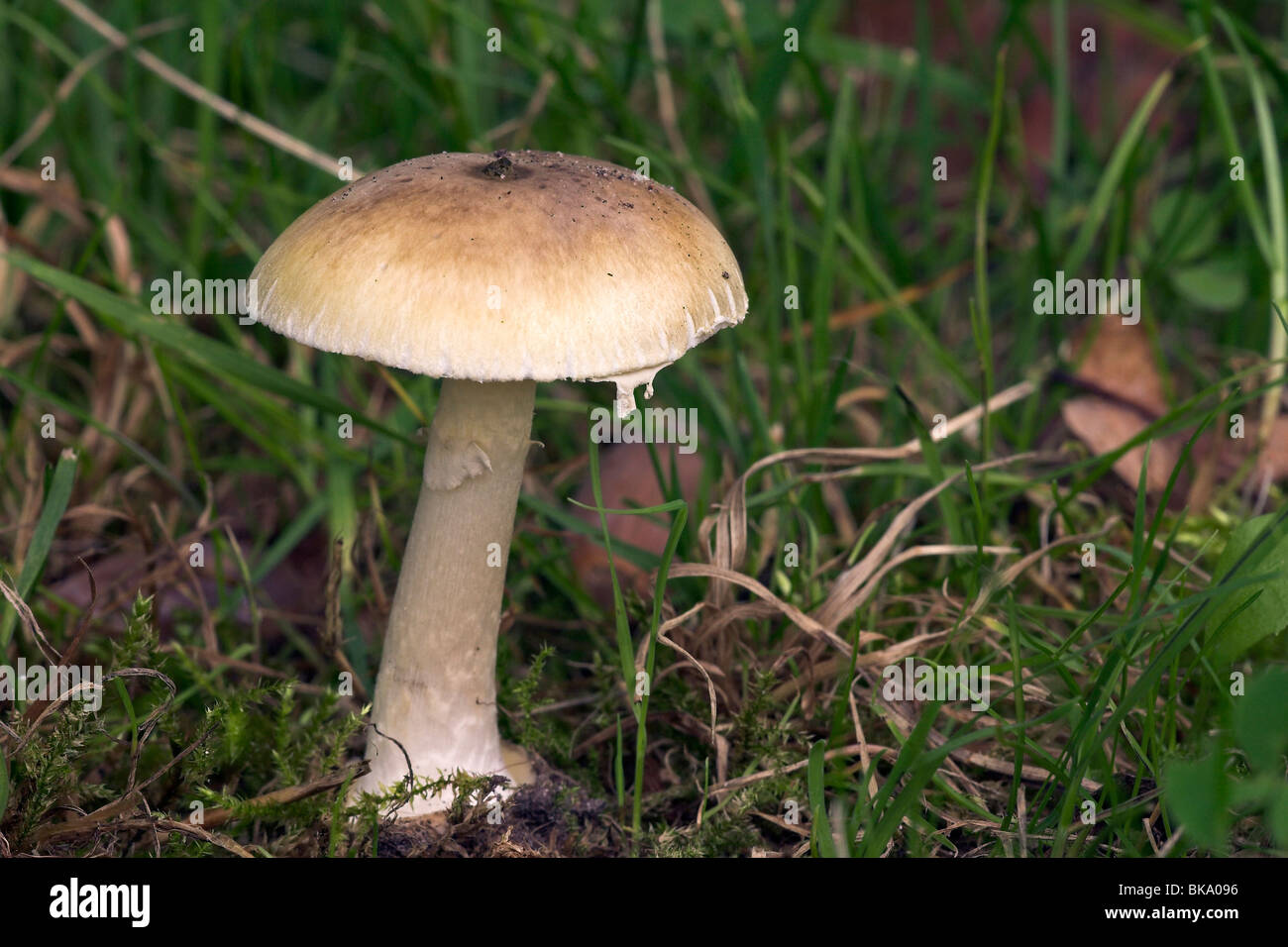 The death cap hi-res stock photography and images - Alamy