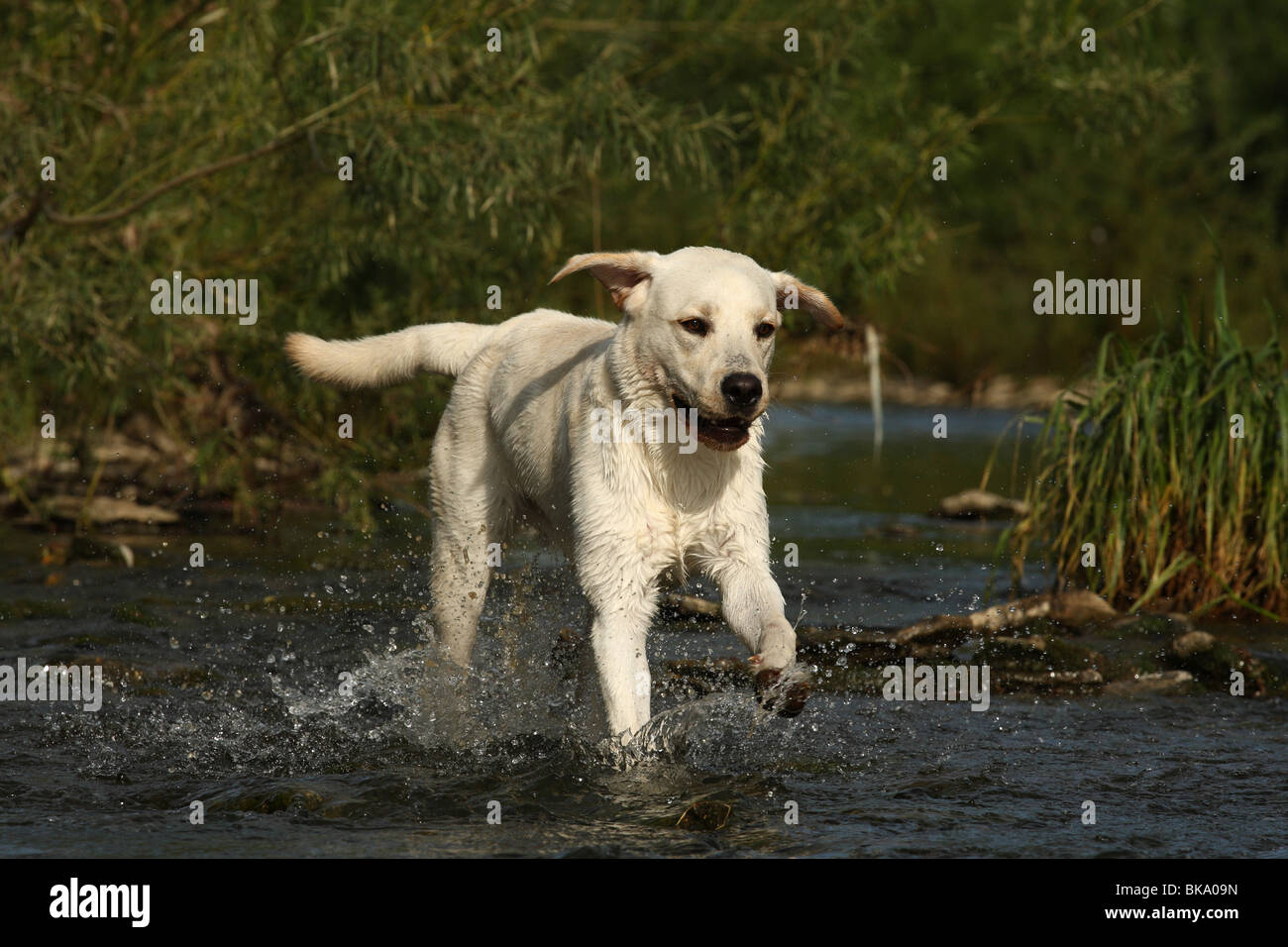 young Labrador Retriever Stock Photo - Alamy