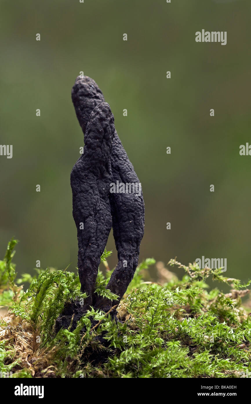 Dead mans fingers hi-res stock photography and images - Alamy