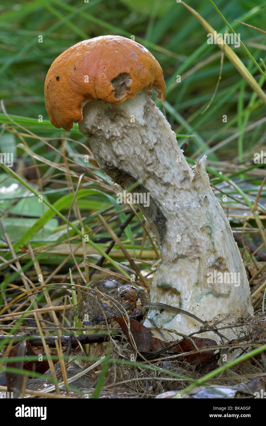 Orange Birch Bolete vertical Stock Photo - Alamy