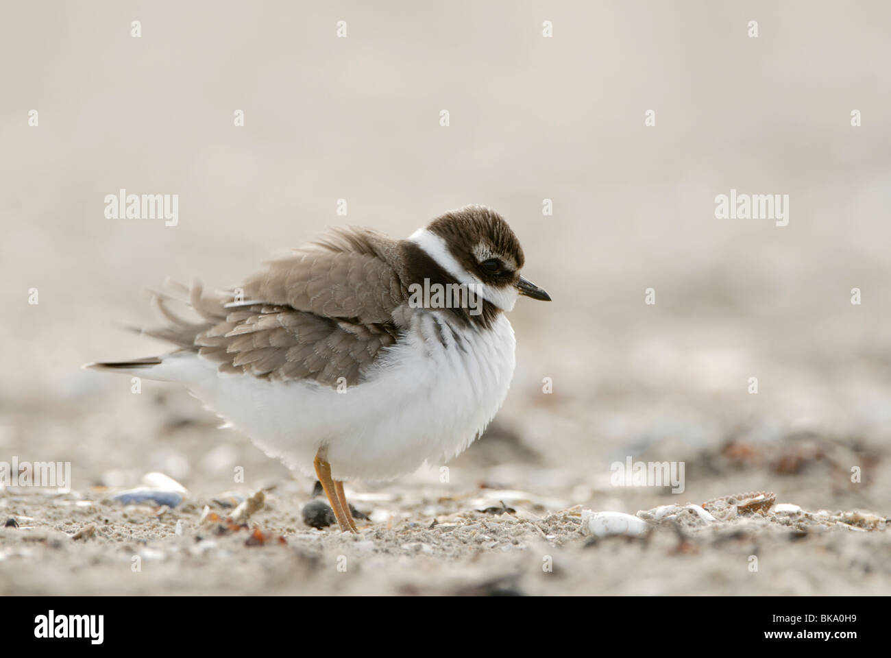 Common ringed plover grooming hi-res stock photography and images - Alamy