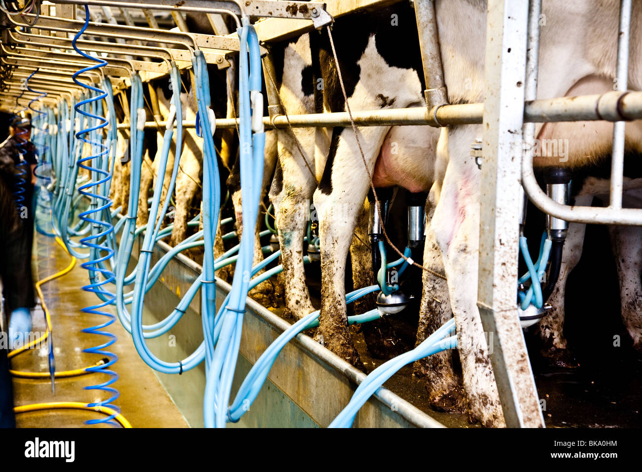 Cows being milked uk hi-res stock photography and images - Alamy