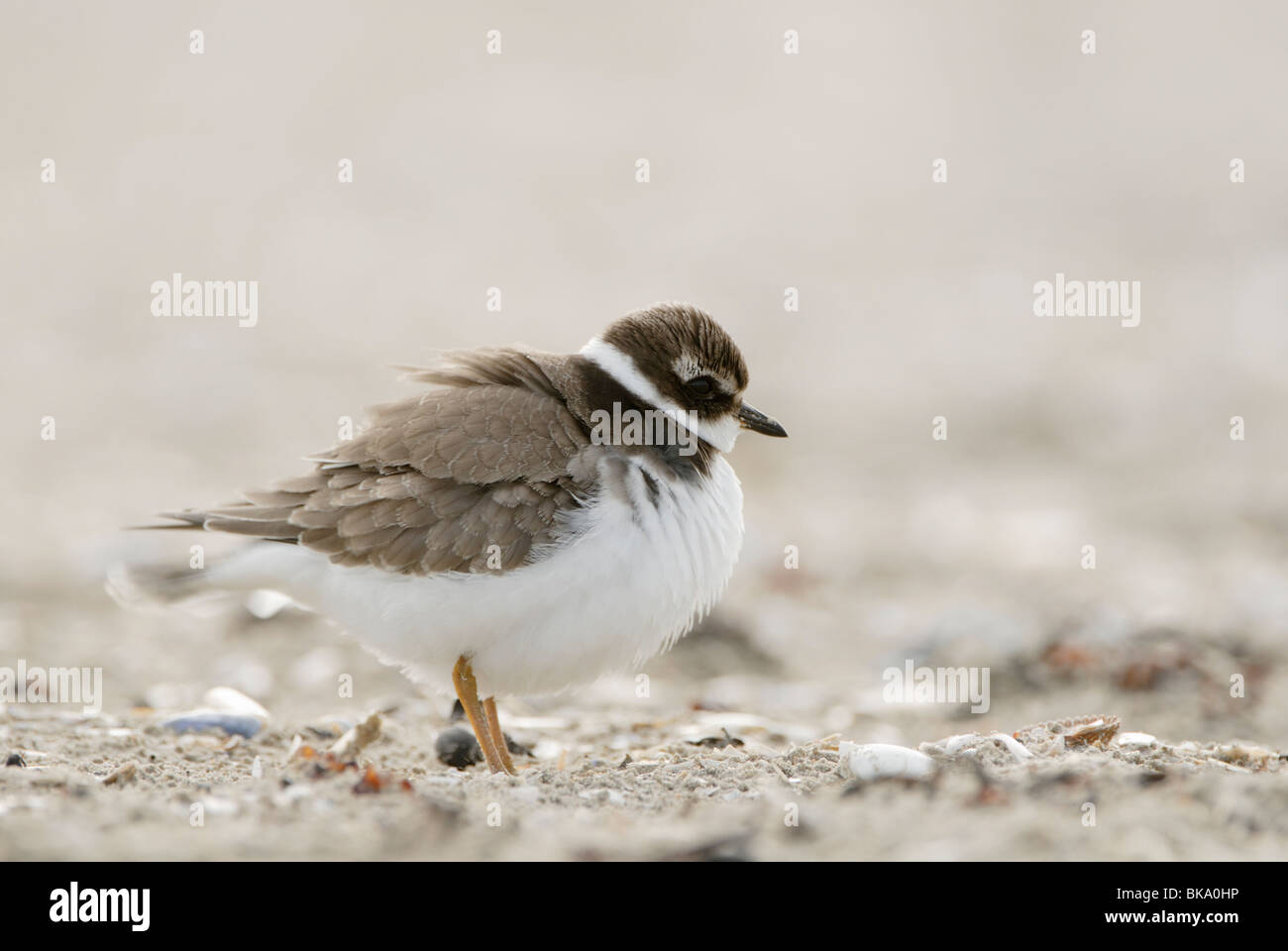 Common ringed plover grooming hi-res stock photography and images - Alamy