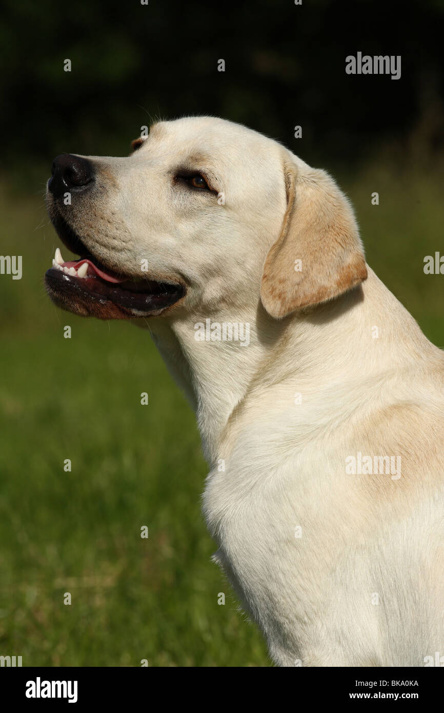 Side view yellow labrador retriever hi-res stock photography and images ...