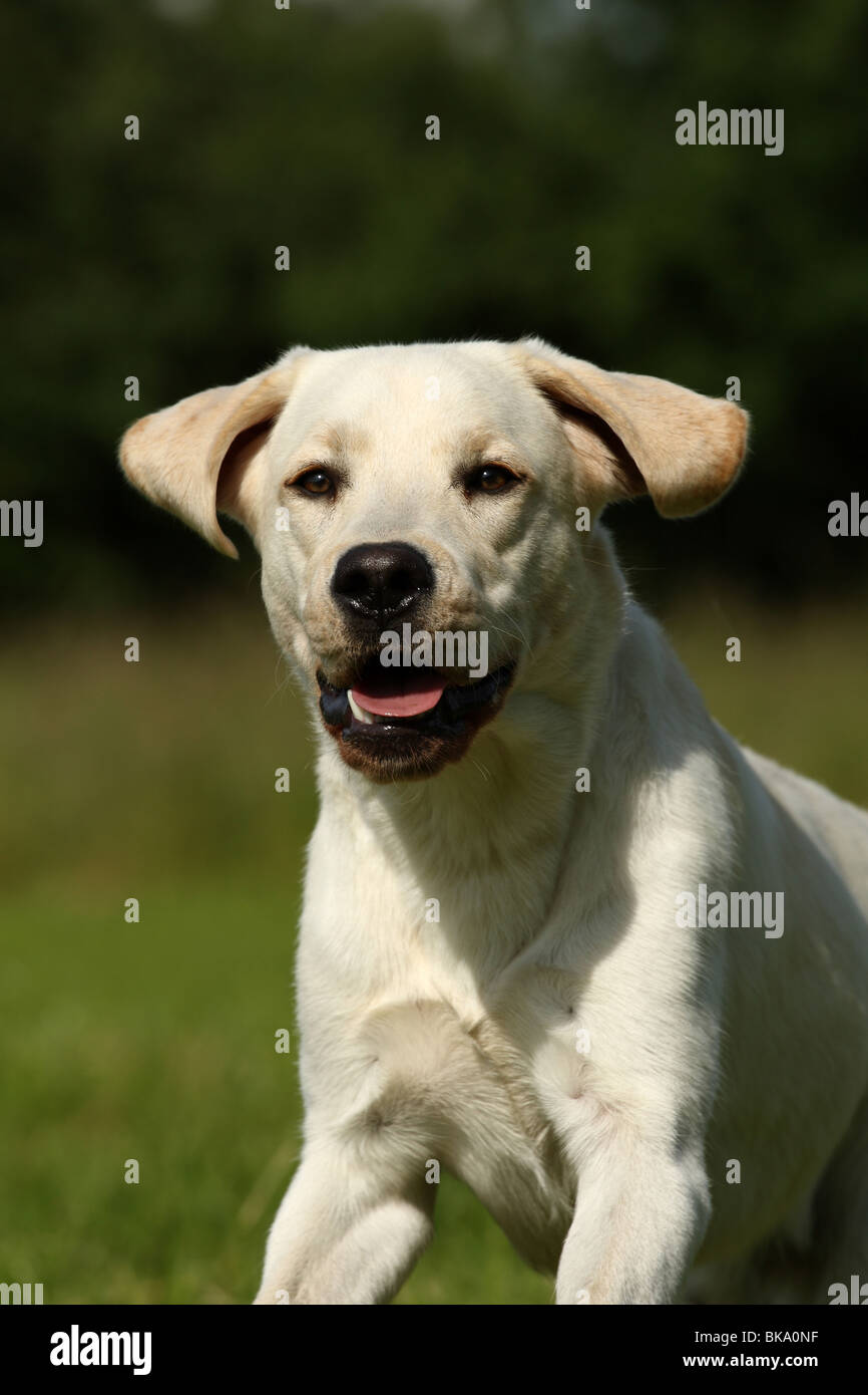 young Labrador Retriever Stock Photo - Alamy