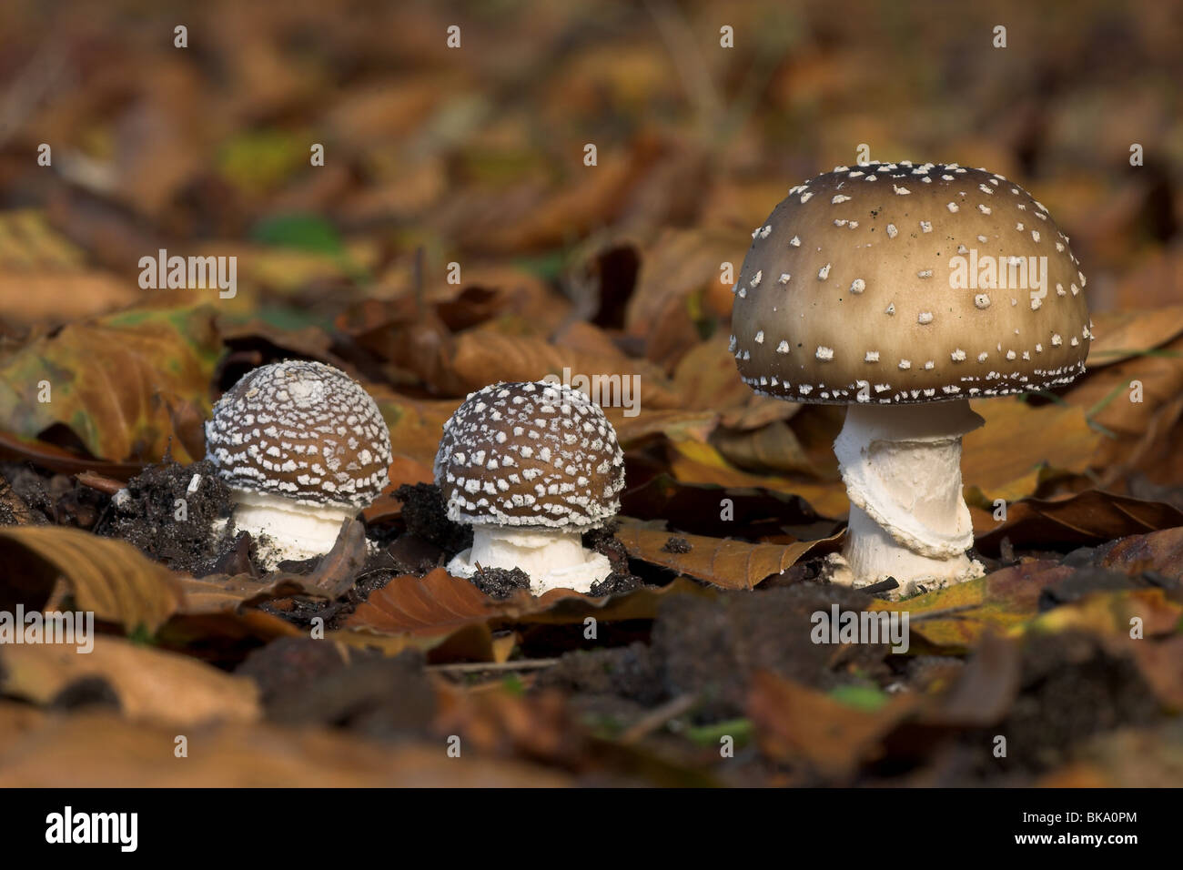 Panther caps hi-res stock photography and images - Alamy