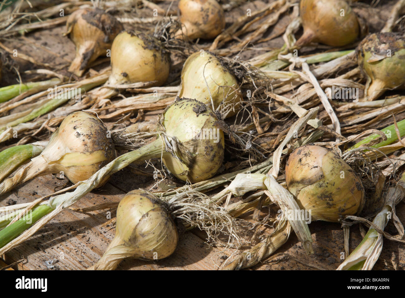 Home Grown Onions High Resolution Stock Photography and Images - Alamy