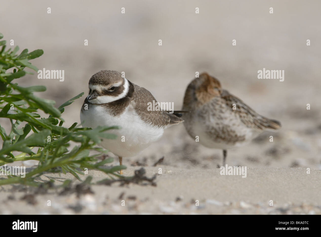 Ringed Plover and Dunlin resting on beach Stock Photo - Alamy