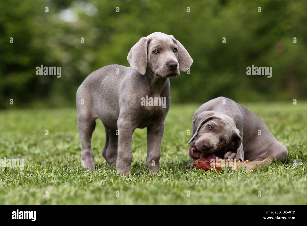 Weimaraner eating hi-res stock photography and images - Alamy