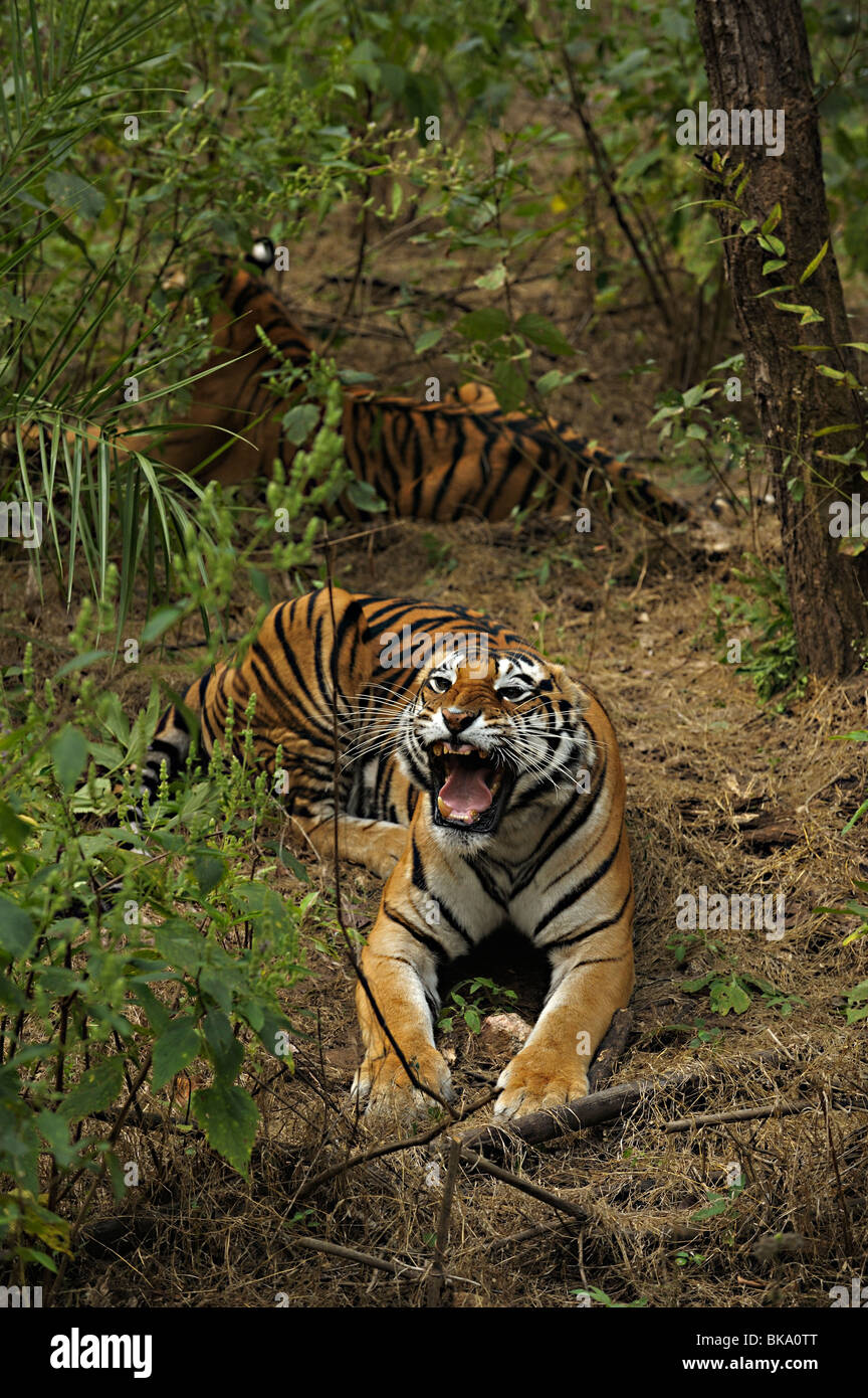 Tiger family in the thick jungles of Kanha national park Stock Photo ...