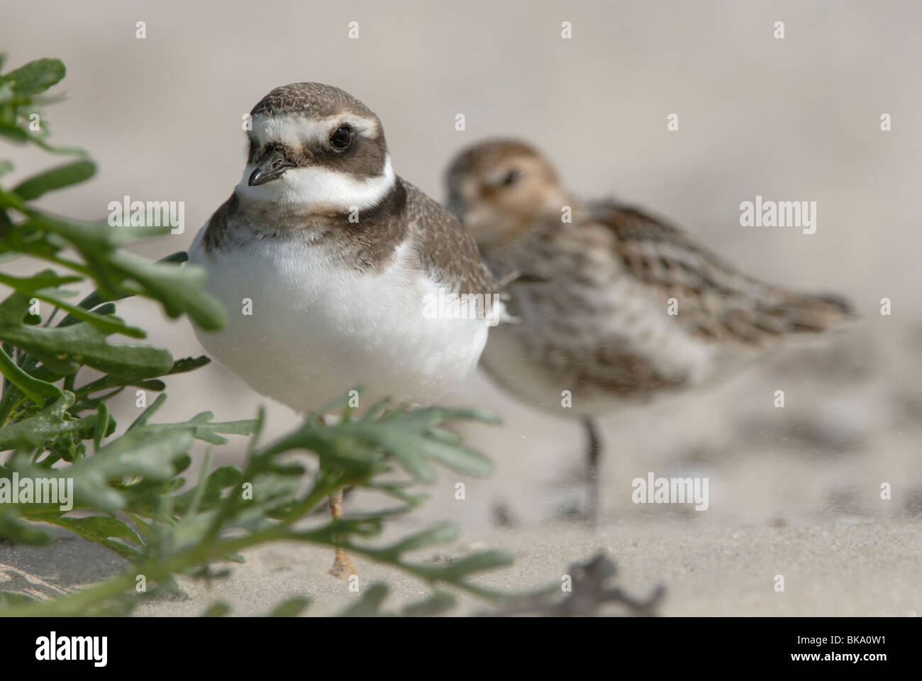 Juvenile Ringed Plover and Dunlin resting on the beach Stock Photo - Alamy