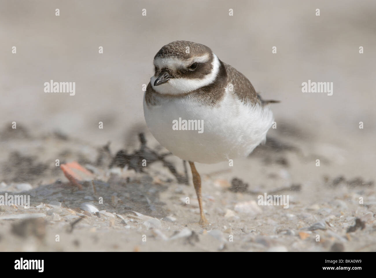 Juvenile Ringed Plover in blowing sand on the beach Stock Photo - Alamy