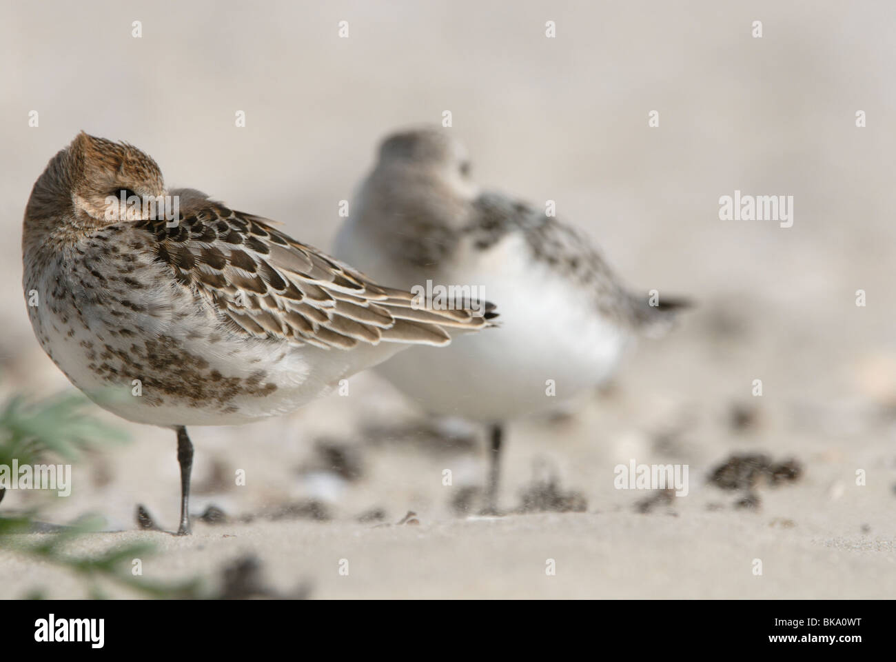 Sanderling species hi-res stock photography and images - Alamy