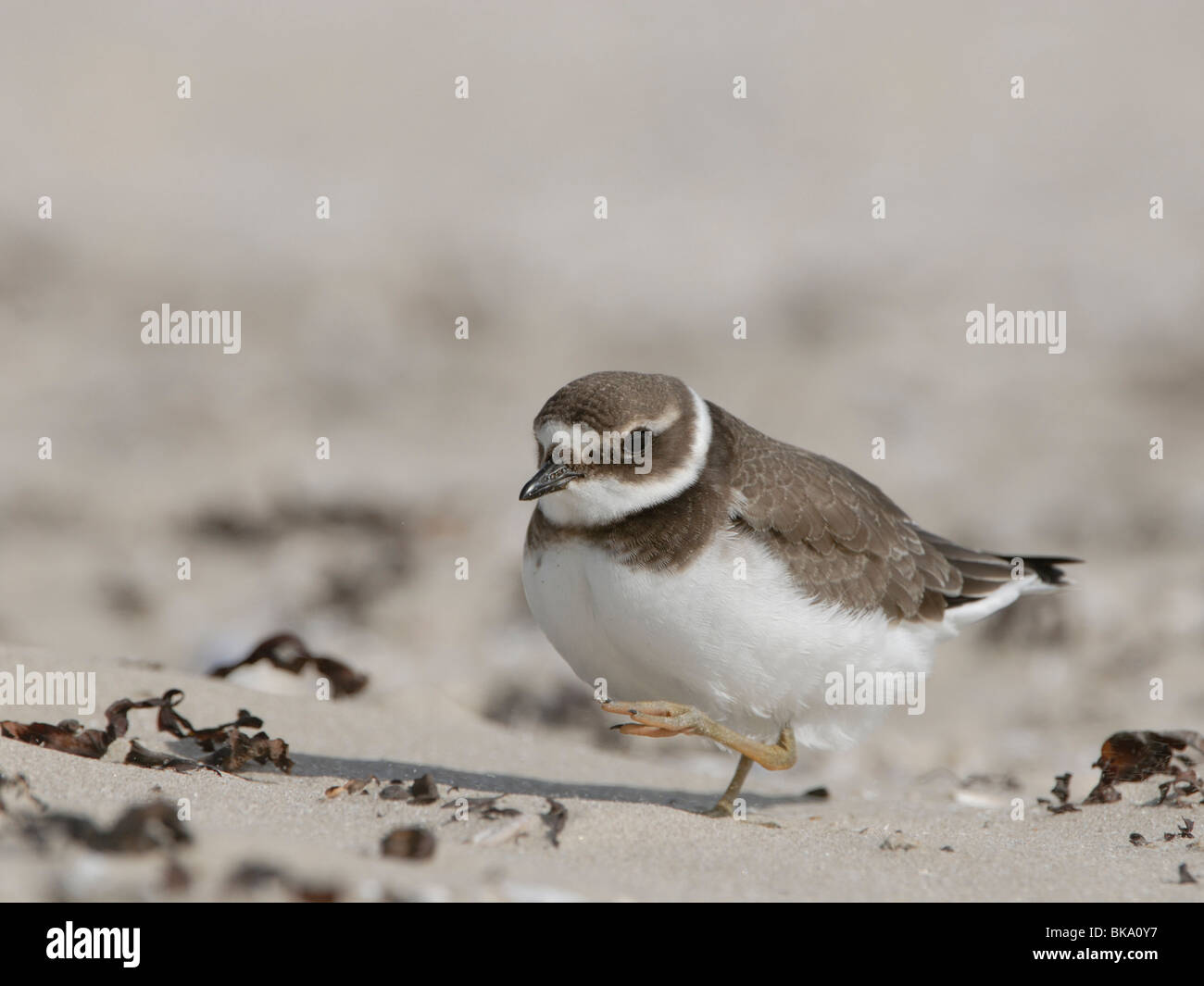 Juvenile Ringed Plover with one leg raised Stock Photo - Alamy