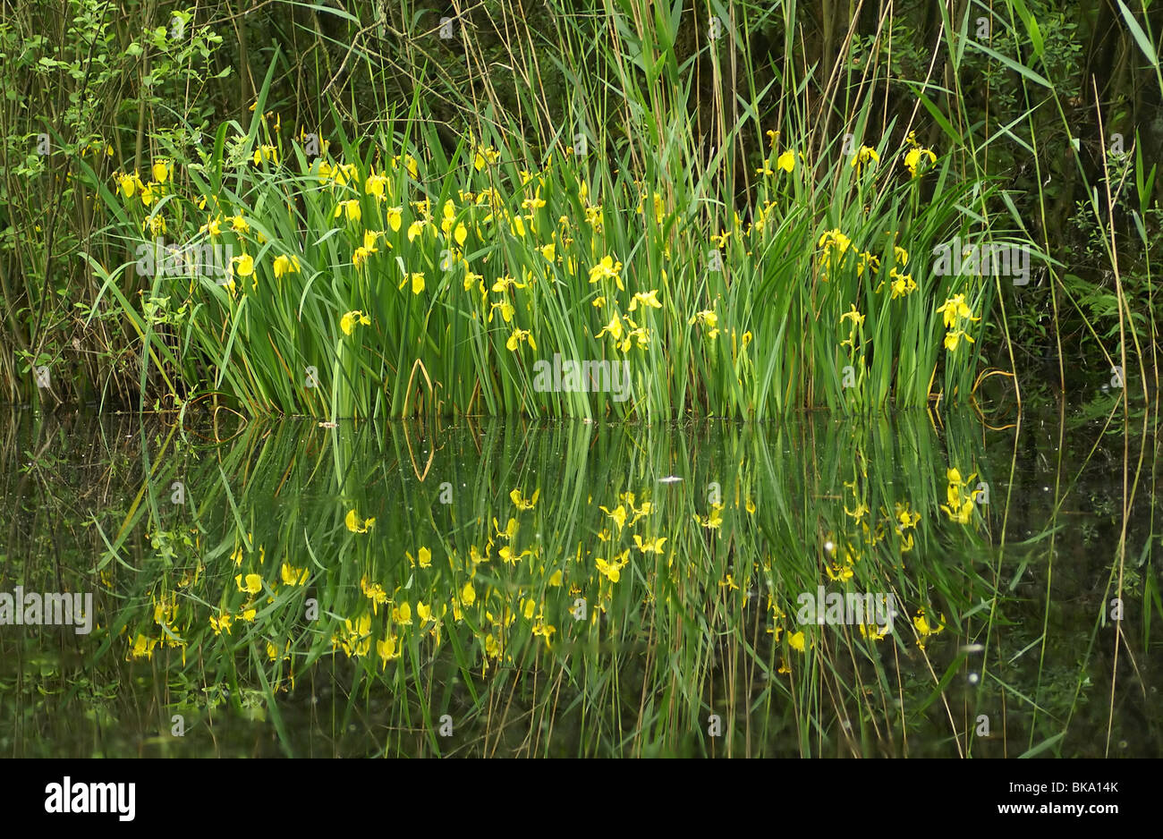 A pond with yellow flags Stock Photo - Alamy