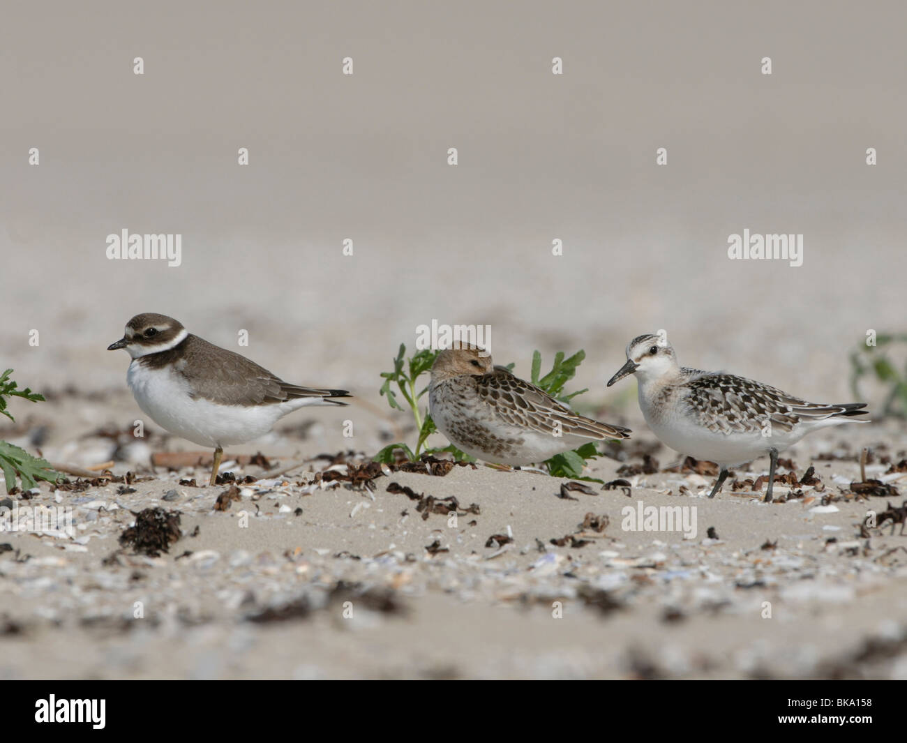 Ringed Plover, Dunlin and Sanderling resting together on the beach ...
