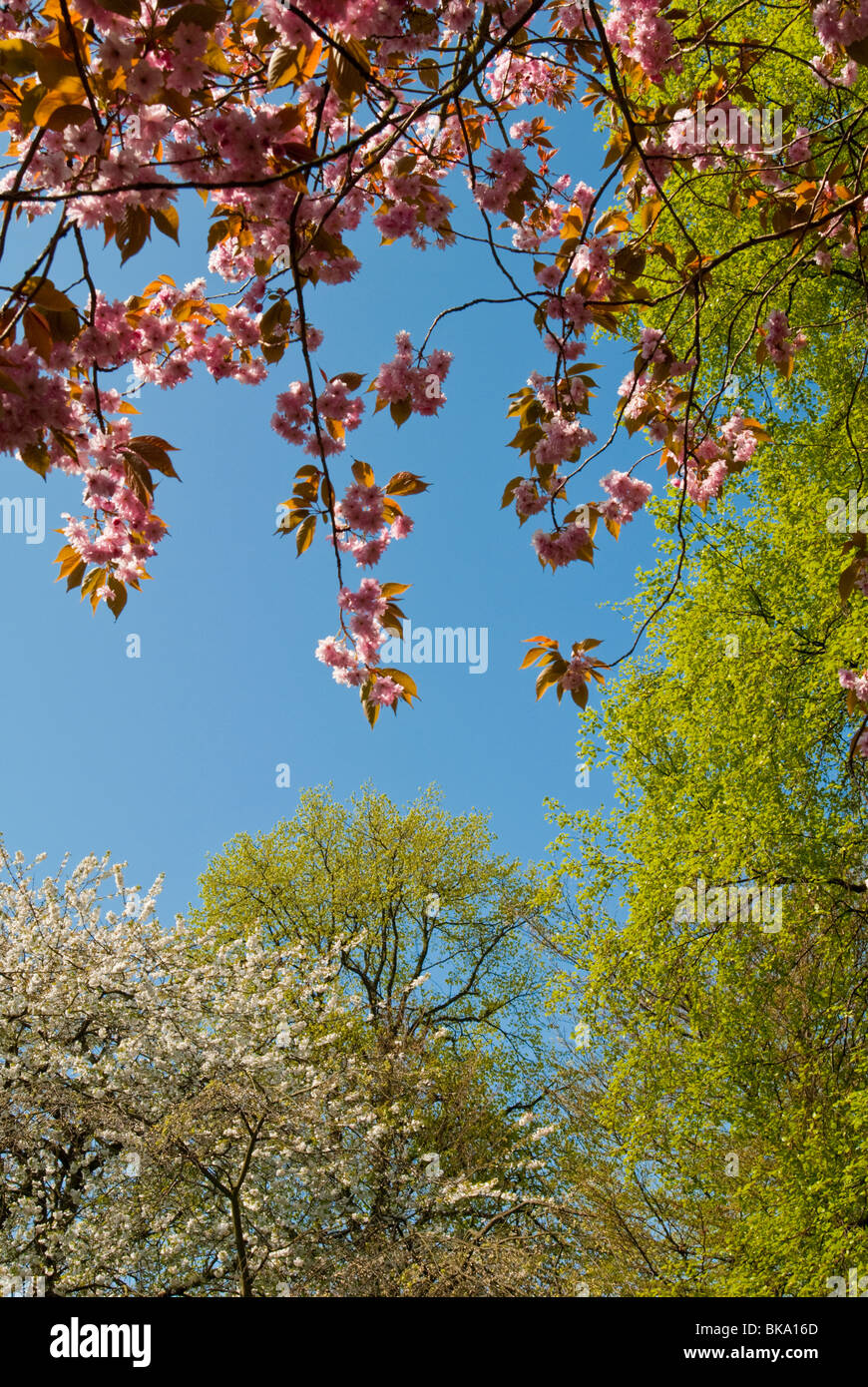 Cherry Blossom Trees in Spring, Aberdeen, Scotland Stock Photo - Alamy