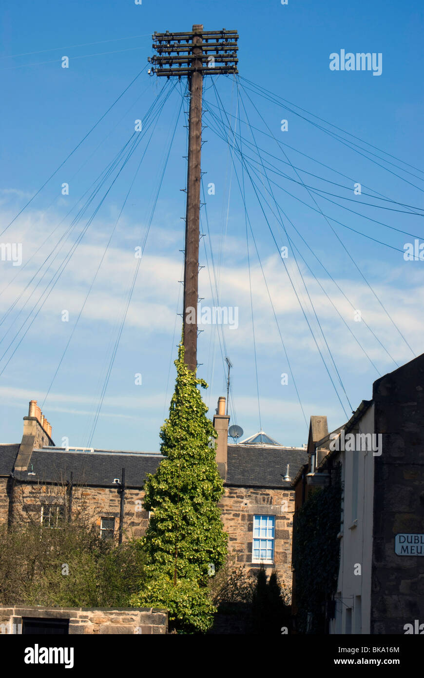 Telegraph pole with ivy growing up it in Edinburgh, Scotland Stock ...