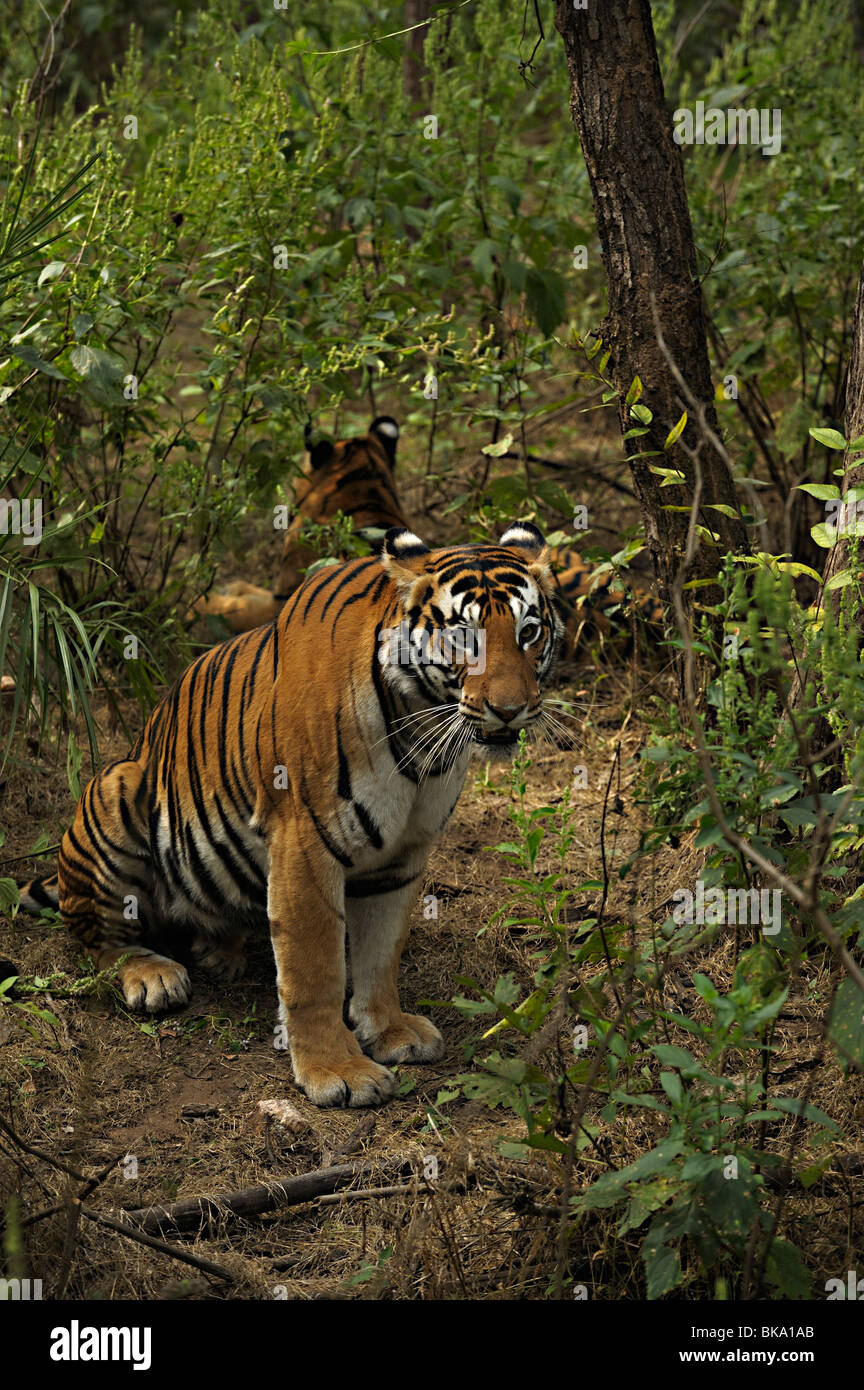 Tiger family in the thick jungles of Kanha national park Stock Photo ...