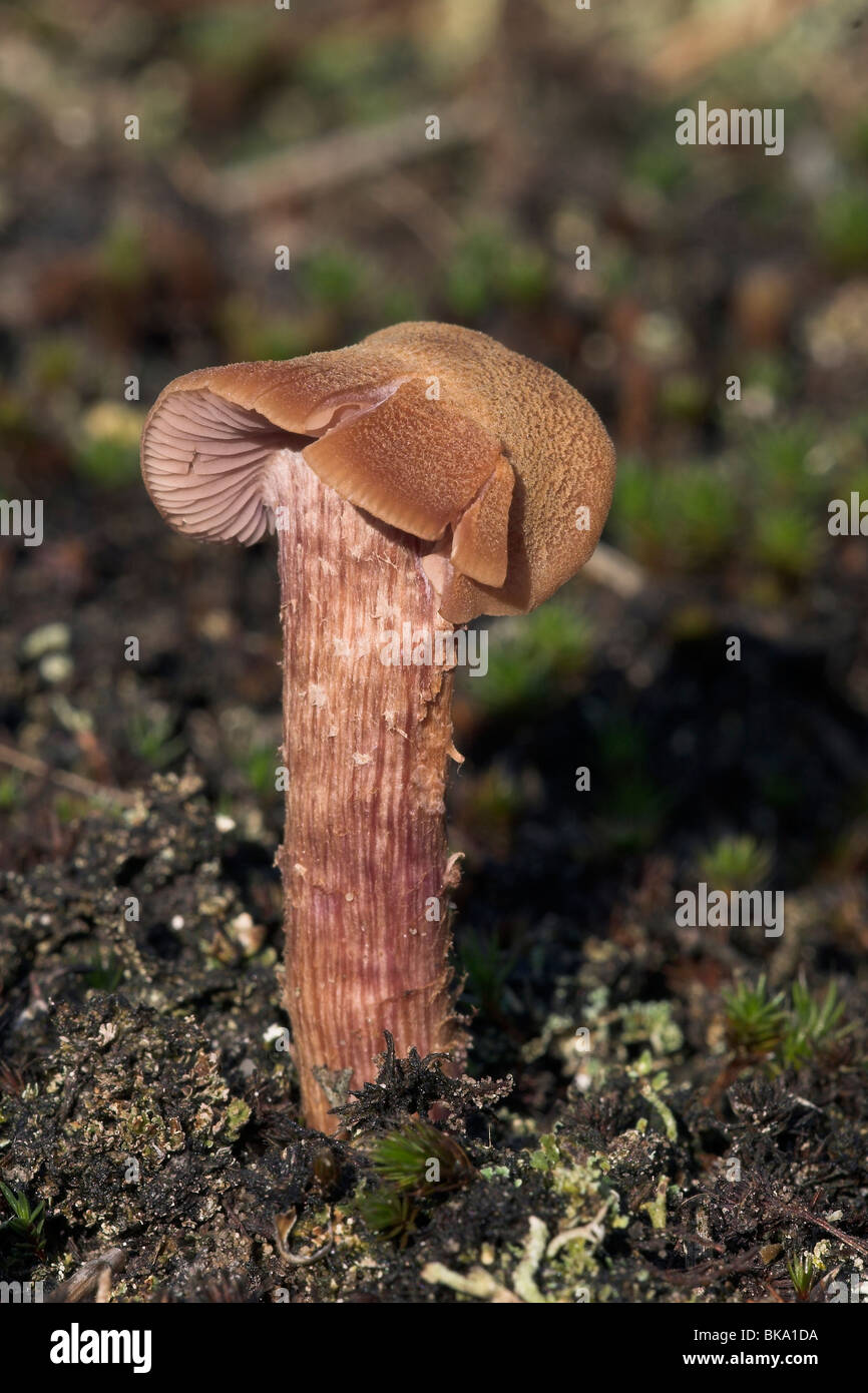 Scurfy Deceiver Vertical Stock Photo - Alamy