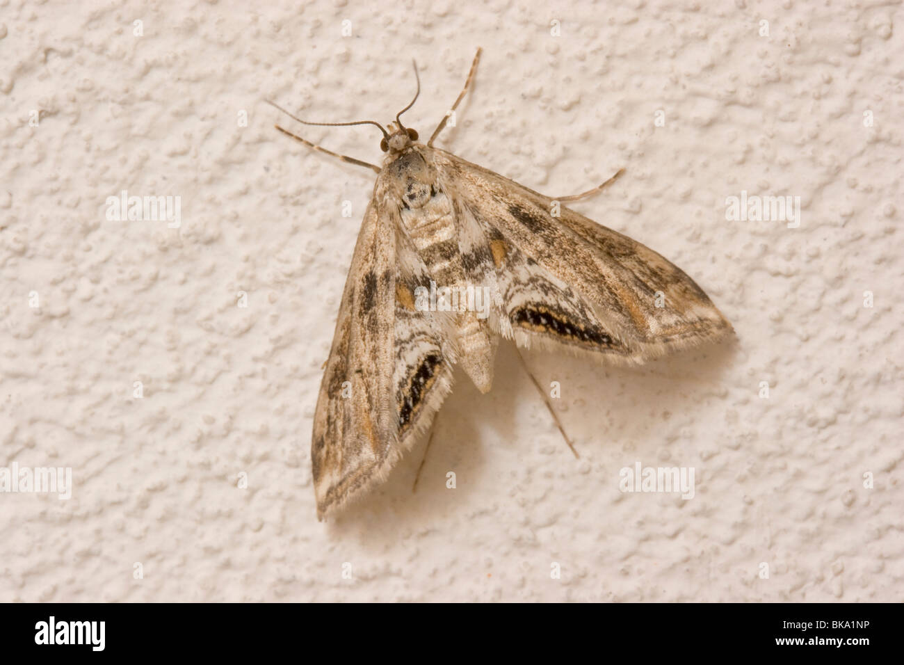 Small china mark moth hi-res stock photography and images - Alamy