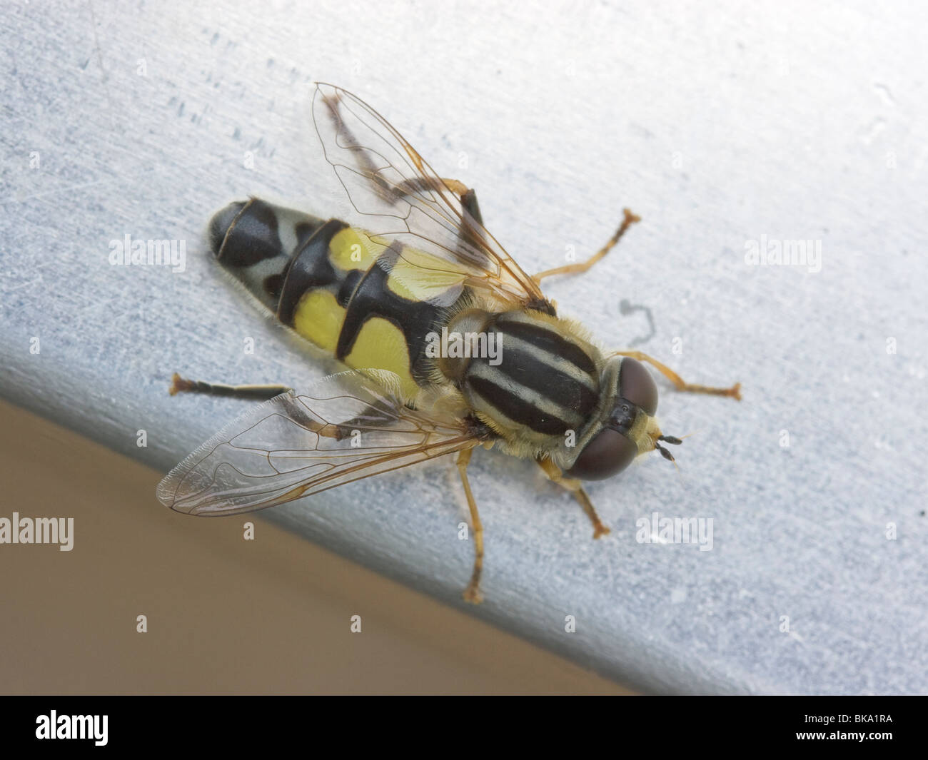 Vena spuria hi-res stock photography and images - Alamy