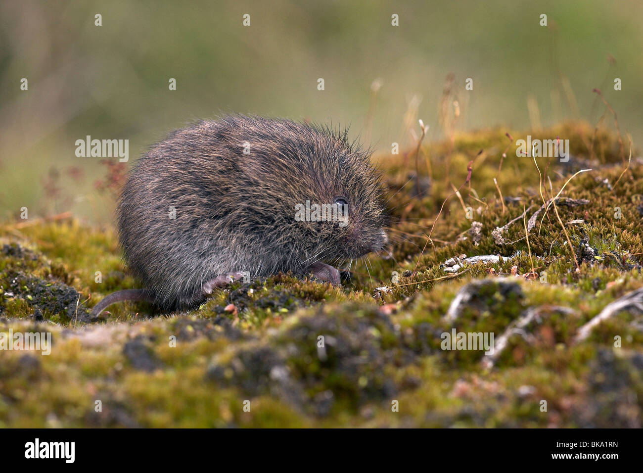 Short tailed field mouse hi-res stock photography and images - Alamy