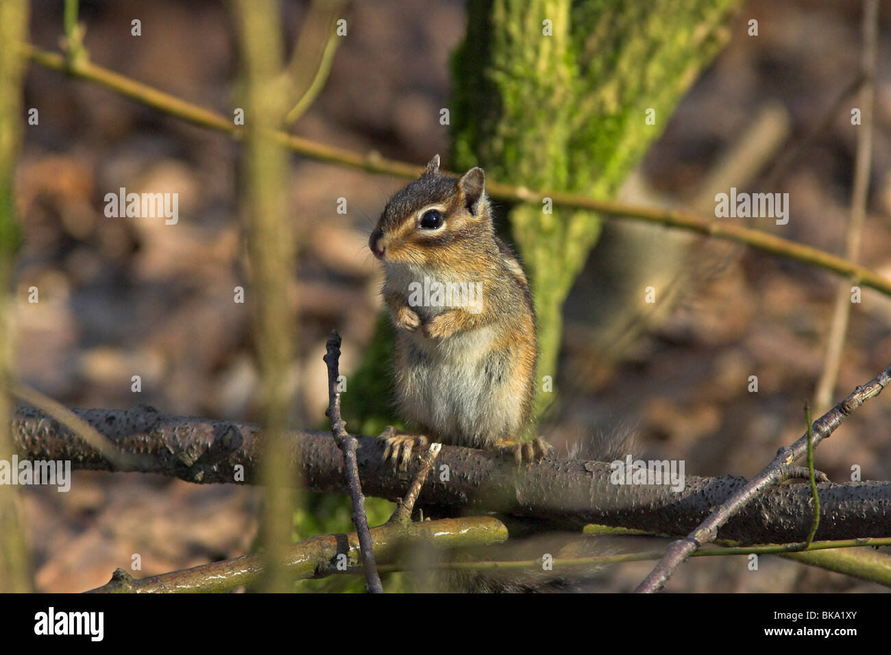 Siberian Chipmunk on a branch in a park Stock Photo - Alamy