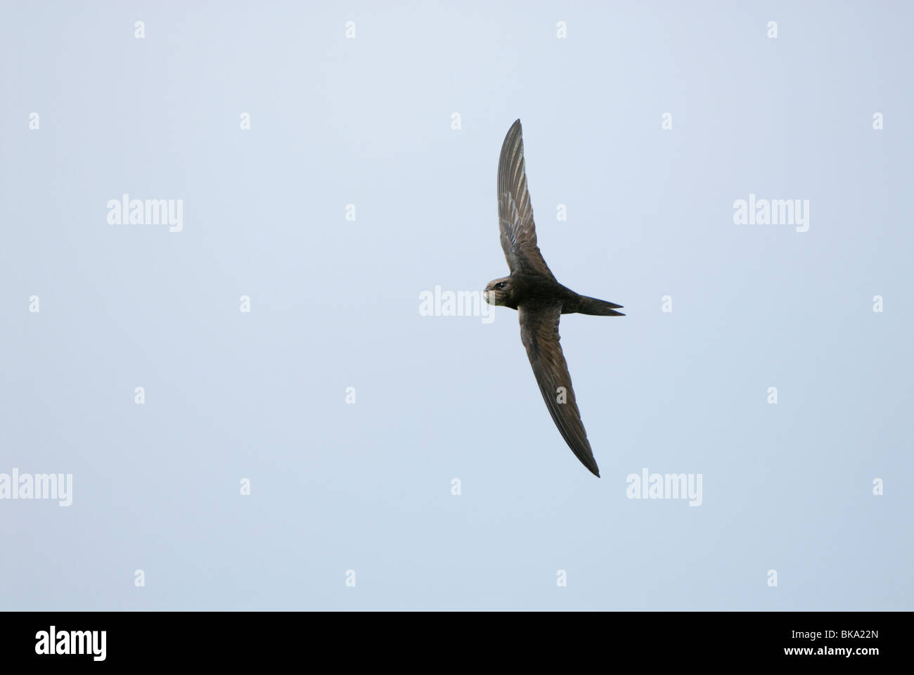 Swift in flight, upwing view Stock Photo - Alamy