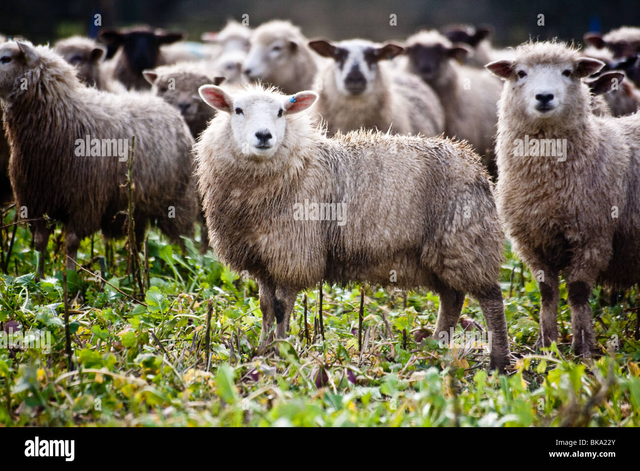 Turnip field hi-res stock photography and images - Alamy